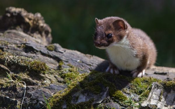 Stoat research published in NZ Journal of Ecology | New Zealand Geographic