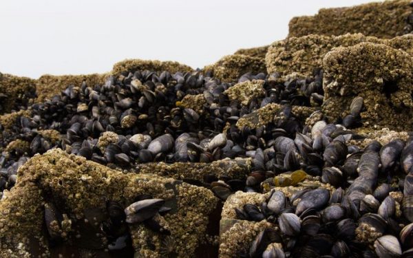 Microplastics found shellfish across Bay of Plenty, research shows ...