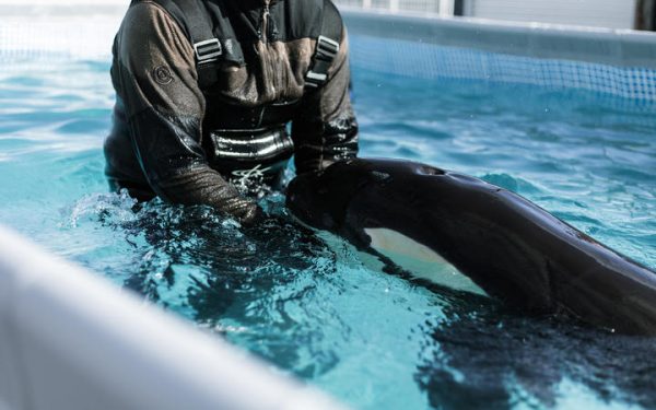 Nine days and search for orca calf's pod continues | New Zealand Geographic