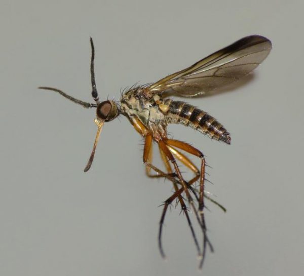 Fly expert on his discovery of a new indigenous fly species | New ...