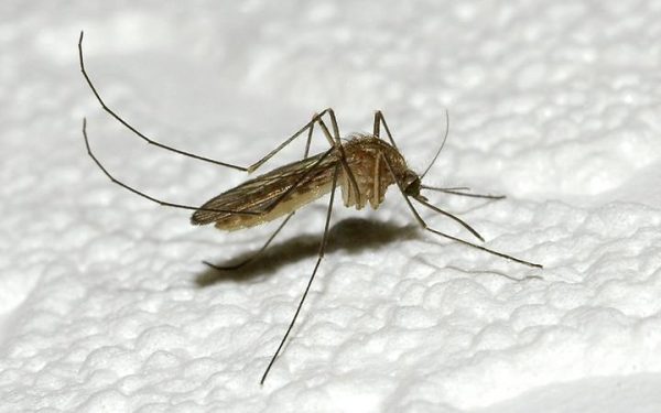 Prof Ethan Bier: using mutated mosquitoes to control disease | New ...