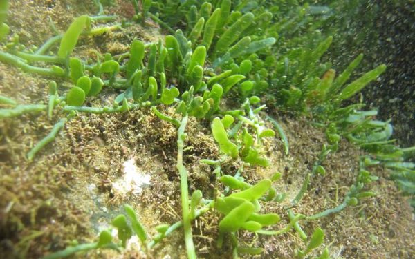 Invasive seaweed detected on Aotea/Great Barrier Island | New Zealand ...