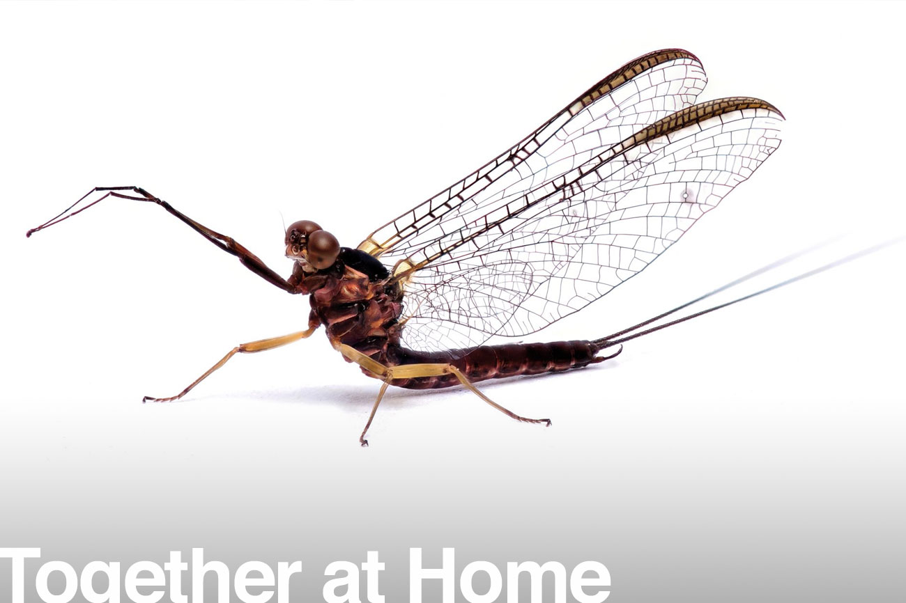 NZGeo: Together at Home Oct27