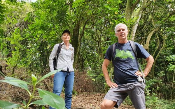Rare Auckland native bush section may be sold to developers | New ...
