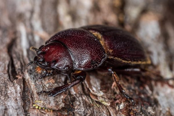 Critter of the Week - Chatham Islands' stag beetle | New Zealand Geographic