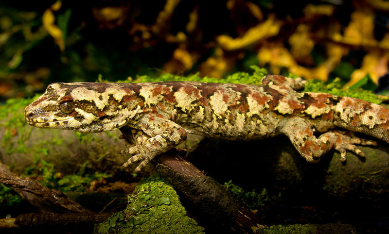 Critter of the Week - Takatimu Gecko | New Zealand Geographic