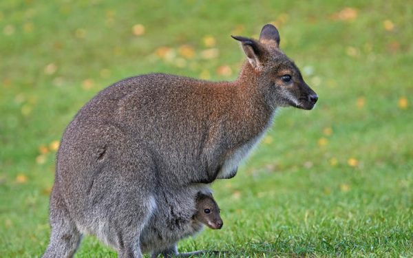 Watch out for wallabies, Aotearoa's silent pest | New Zealand Geographic
