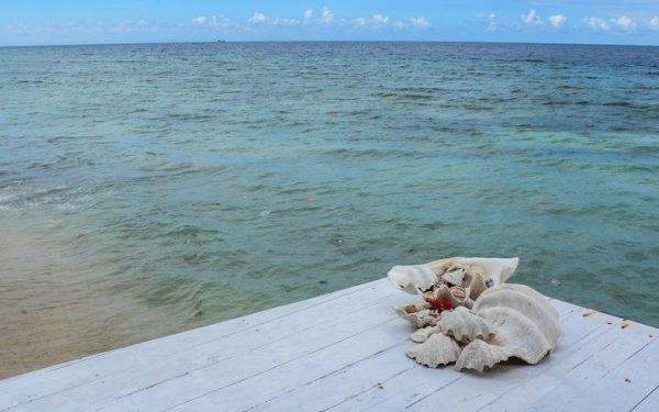 In a warmer future, ocean carbon sinks could help stabilise our planet ...