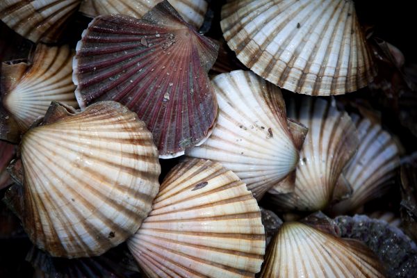 Fisheries decision sparks fury, confusion | New Zealand Geographic