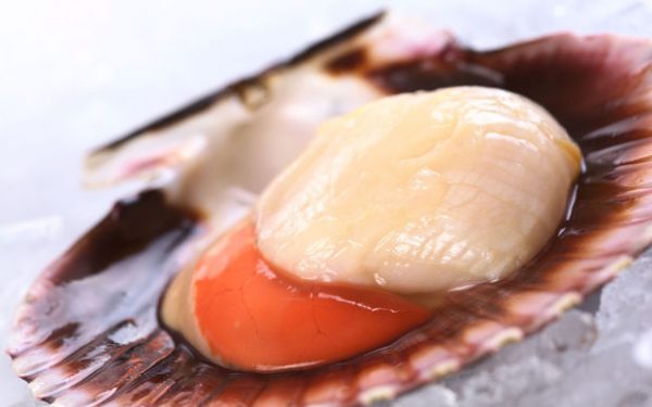 Depleted scallop fisheries in upper North Island to close after drop in ...