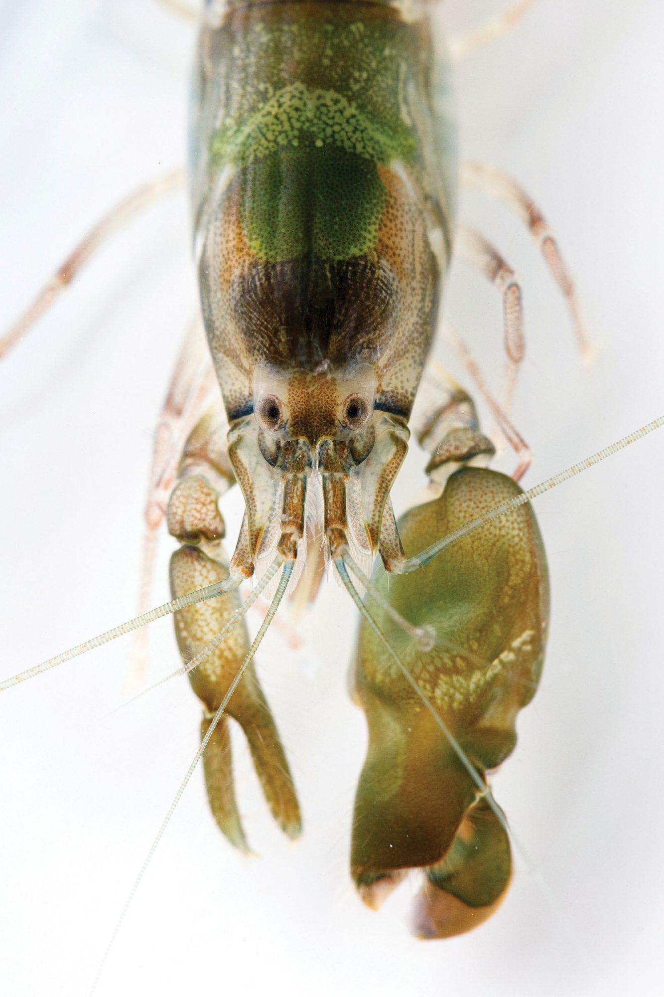 The undersea orchestra | New Zealand Geographic