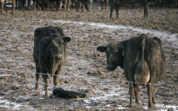 Amended intensive winter grazing rules 'win for common sense ...
