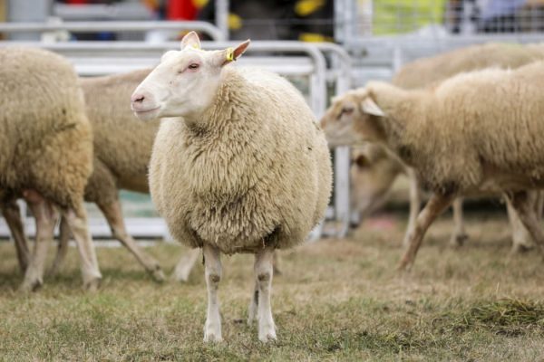 Sheep help the trial of life enhancing gene therapy | New Zealand ...