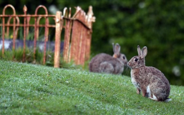 Council funds rabbit population control efforts | New Zealand Geographic