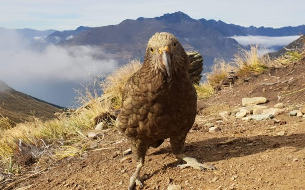 1080 poison drop: DOC 'confident' of avoiding unnecessary kea deaths ...