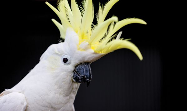 The big bird ban | New Zealand Geographic