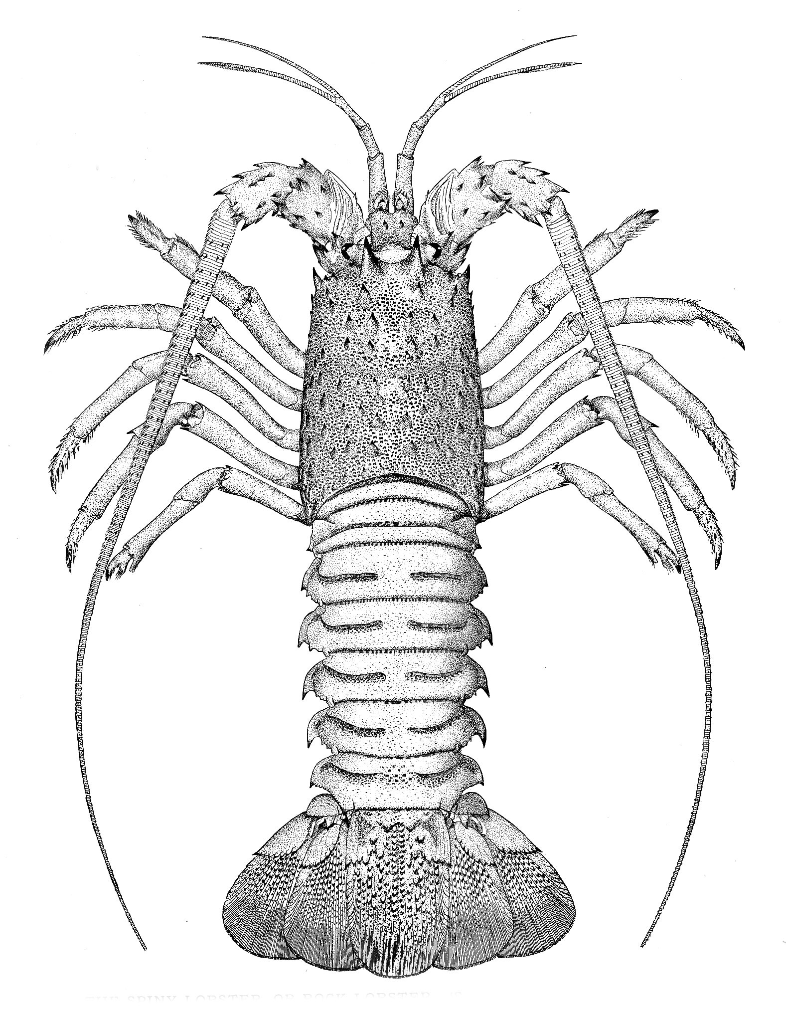Crayfish Diagram For Kids