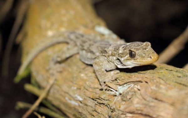Critter of the Week: Te mokomoko a Tohu | New Zealand Geographic