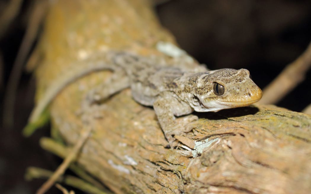 Critter of the Week: Te mokomoko a Tohu | New Zealand Geographic