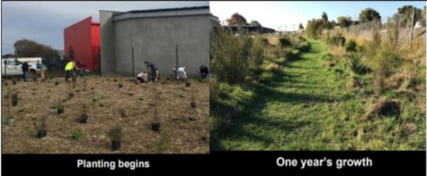 Papanui bush restoration project to commemorate King coronation | New ...