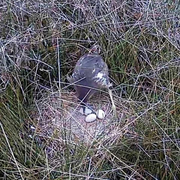 The grief bird | New Zealand Geographic