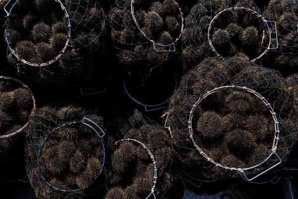 Kina-nomics | New Zealand Geographic