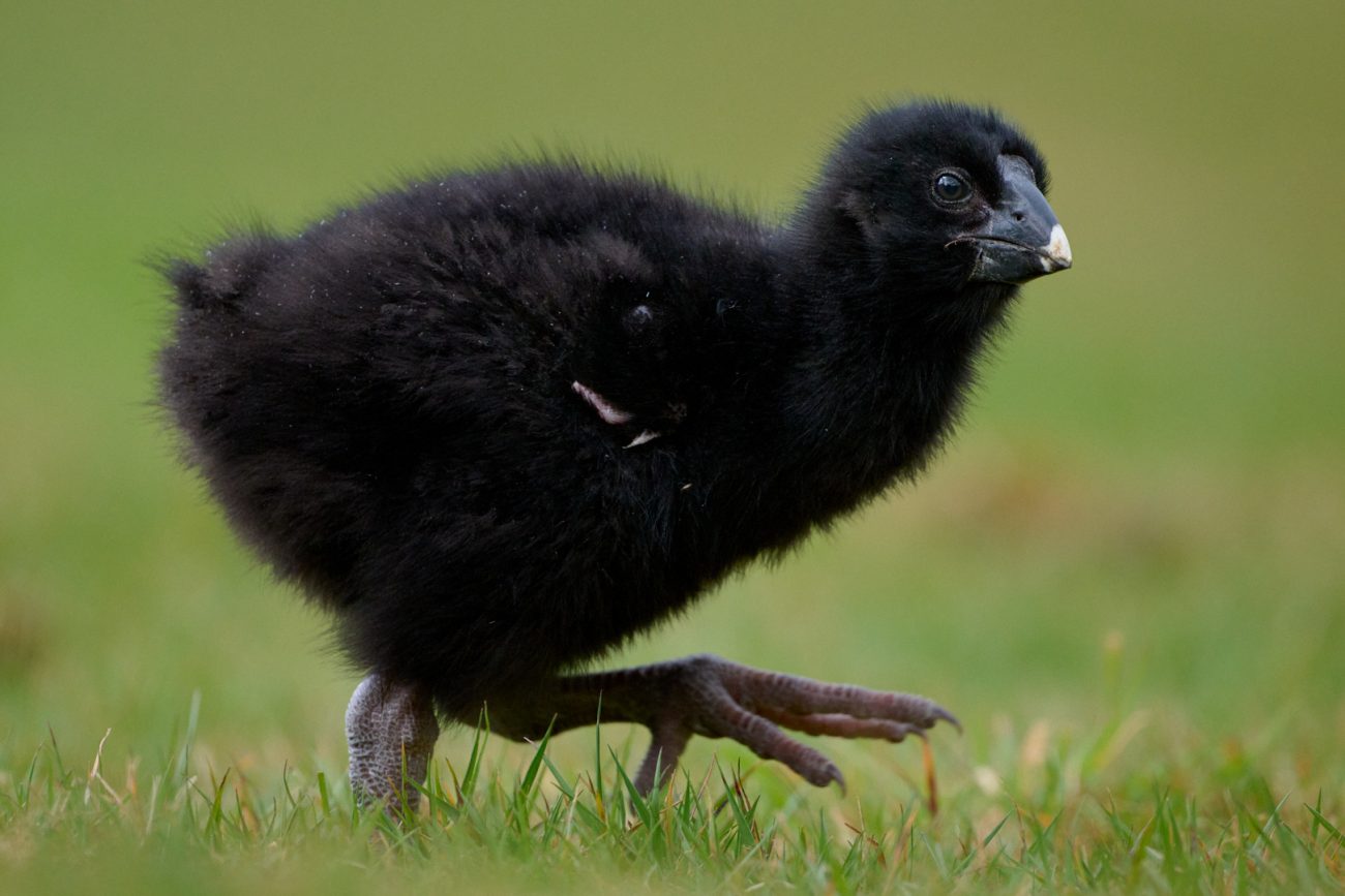 New Zealand Geographic