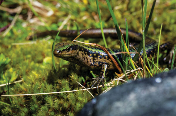Off the wall | New Zealand Geographic