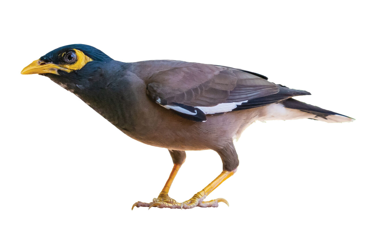Bully bird incoming | New Zealand Geographic