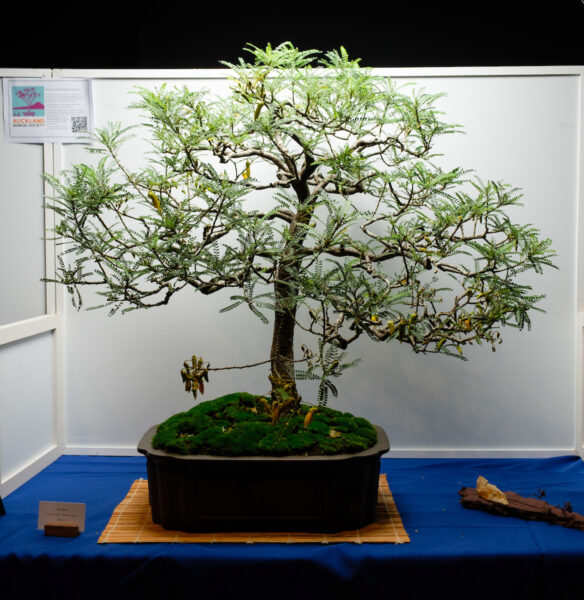 Little Beauties | New Zealand Geographic