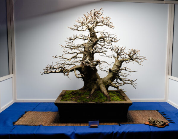 Little Beauties | New Zealand Geographic