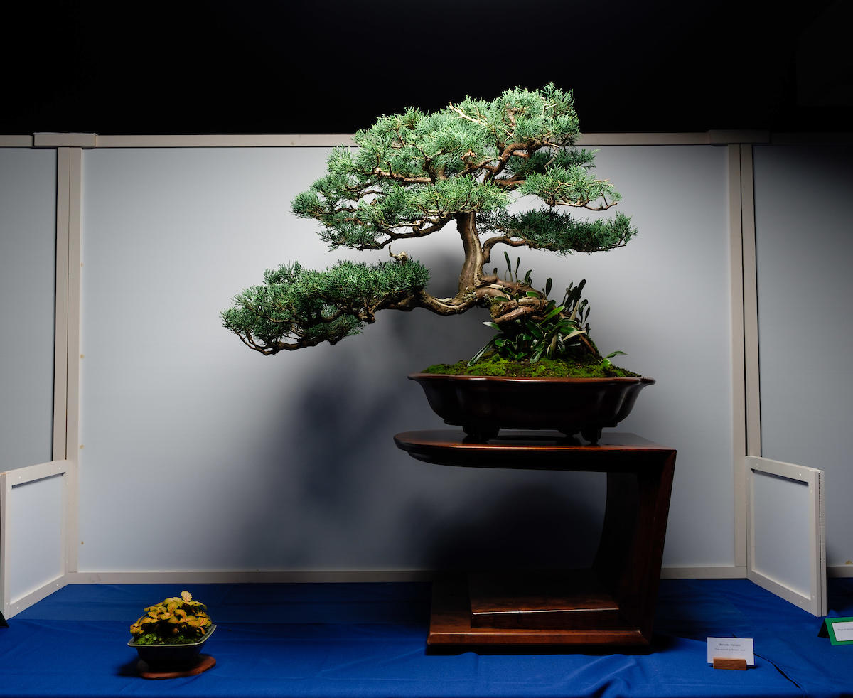 Little Beauties | New Zealand Geographic