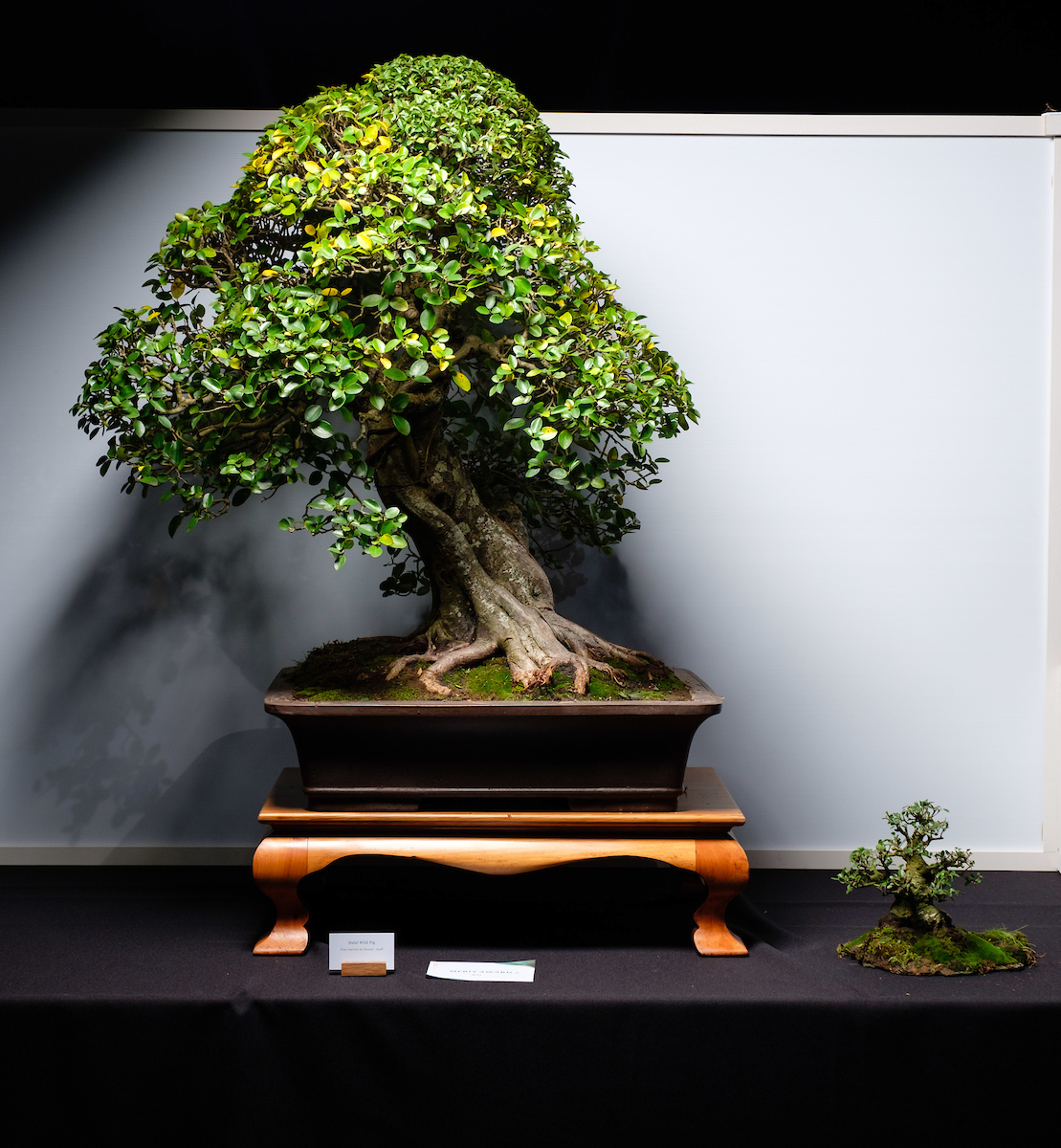 Little Beauties | New Zealand Geographic