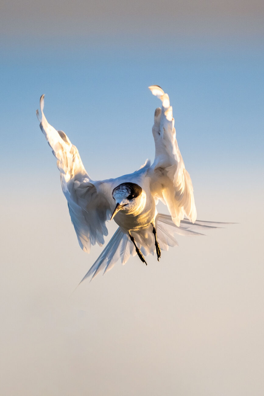 fly like a bird | New Zealand Geographic