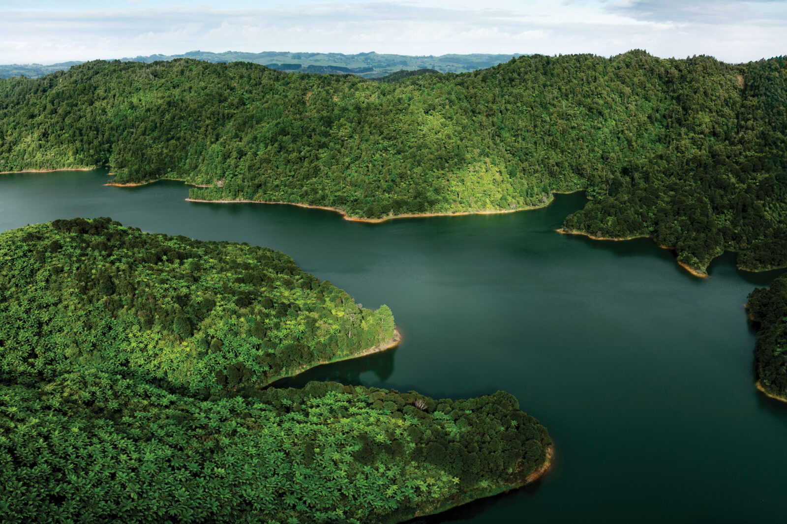 In an apocalypse, bet on tree ferns | New Zealand Geographic