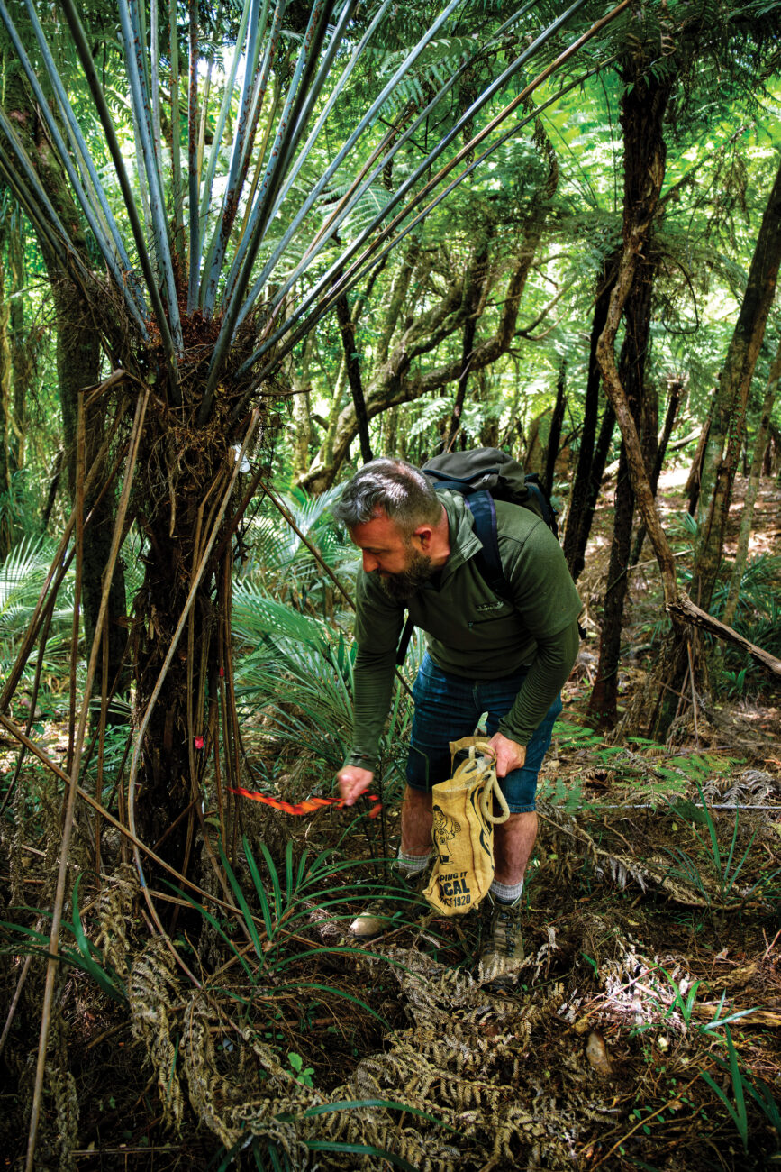 In an apocalypse, bet on tree ferns | New Zealand Geographic