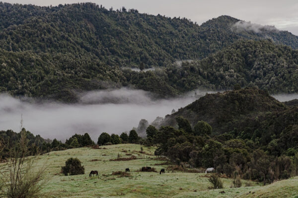 Tūhoe rising | New Zealand Geographic