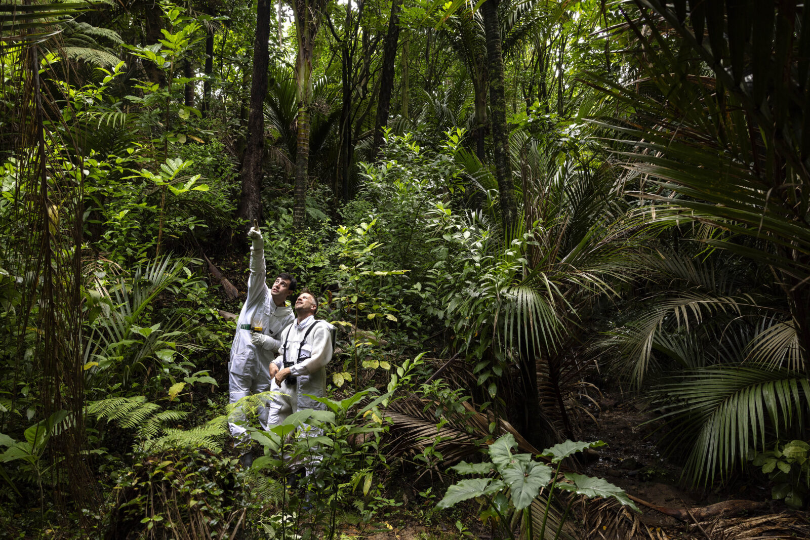 We’re going on a hornet hunt | New Zealand Geographic